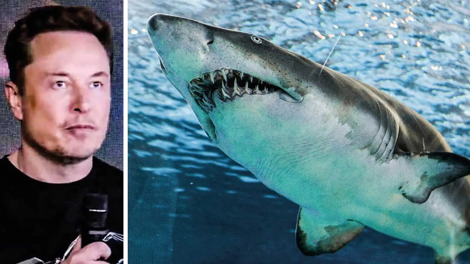 Finanshajar tjänade 160 miljarder på Teslas ras | Carup.se