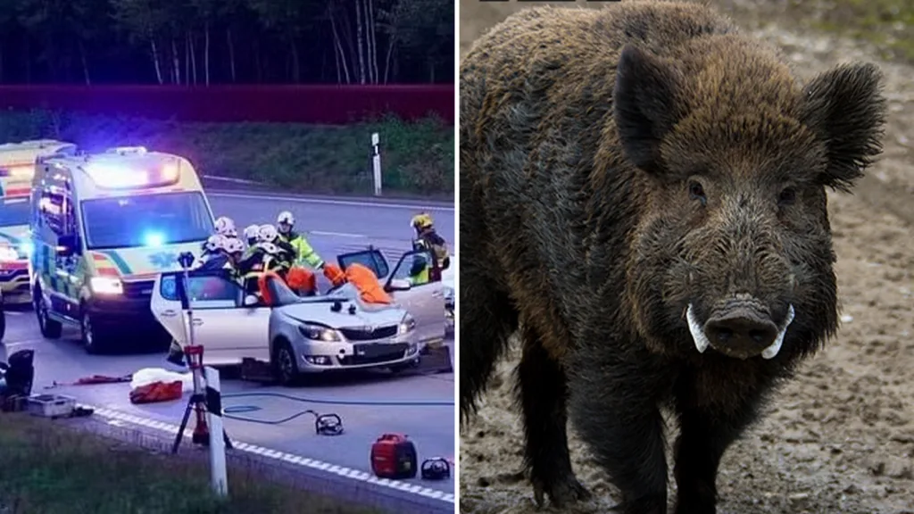 Viltolyckor skenar i Sverige – detta ligger bakom | Carup.se