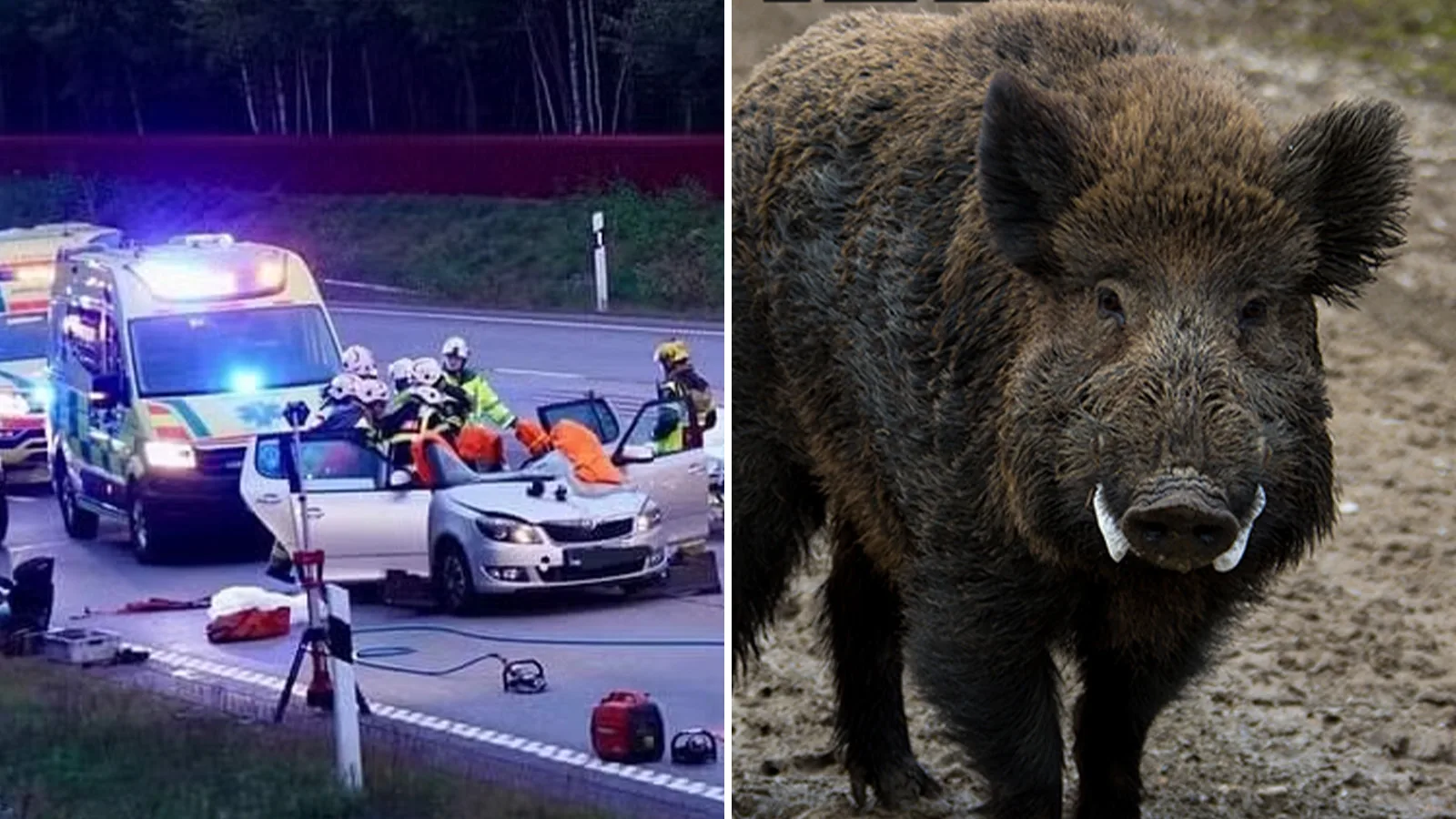 Viltolyckor skenar i Sverige – detta ligger bakom | Carup.se